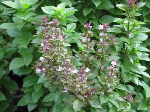Basil Columnar | Herbaceous Herbs