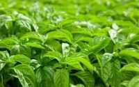 Basil Sweet | Herbaceous Herbs