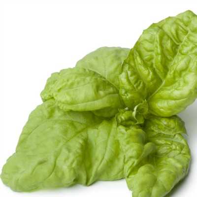 Basil Lettuce Leaf | Herbaceous Herbs