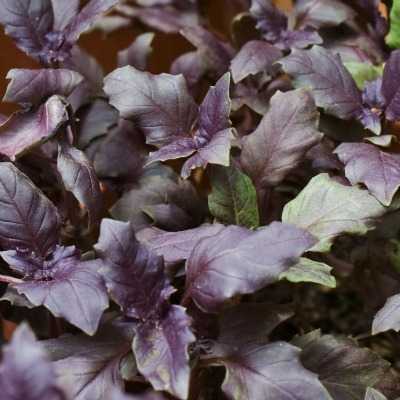 Basil Red Rubin | Herbaceous Herbs