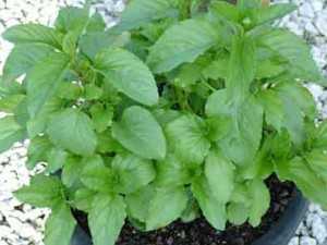 Mint – Basil | Herbaceous Herbs