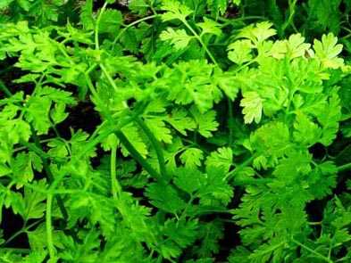 Chervil | Herbaceous Herbs