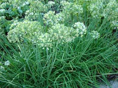 Chives – Garlic | Herbaceous Herbs