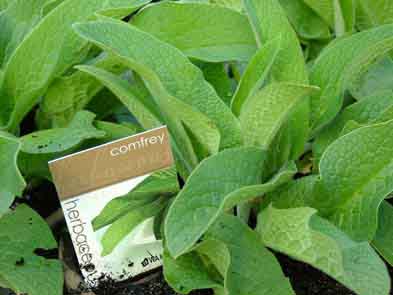 Comfrey | Herbaceous Herbs