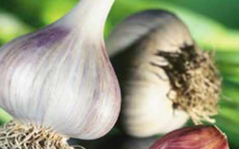 Growing Garlic | Herbaceous Herbs