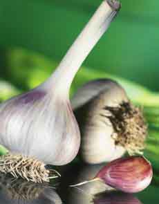 Garlic | Herbaceous Herbs