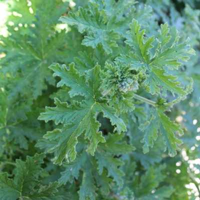 Geranium Citronella | Herbaceous Herbs