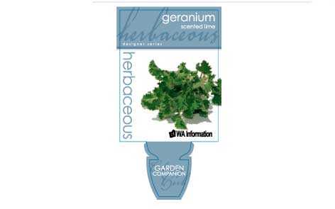 Geranium Lime | Herbaceous Herbs