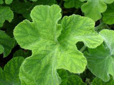 Geranium Peppermint | Herbaceous Herbs