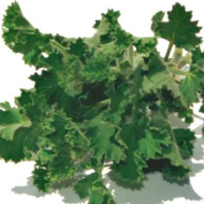 Geranium Lime Scented | Herbaceous Herbs