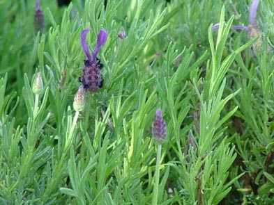 Lavender Avonview | Herbaceous Herbs