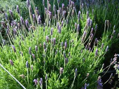 Lavender – Sweet | Herbaceous Herbs