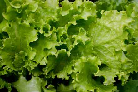 Lettuce Mignonette | Herbaceous Herbs