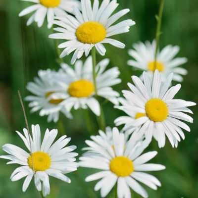 Pyrethrum | Herbaceous Herbs