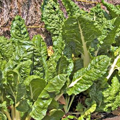 Silverbeet | Herbaceous Herbs