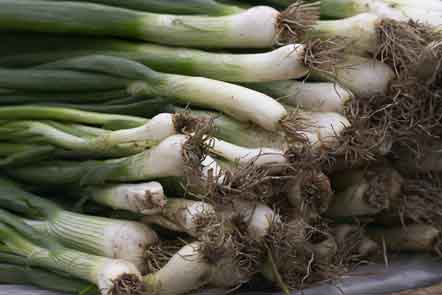Spring Onion | Herbaceous Herbs