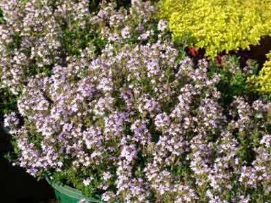 Thyme – Turkey | Herbaceous Herbs
