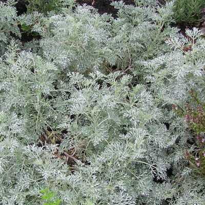 Wormwood | Herbaceous Herbs